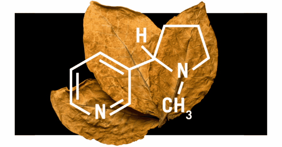 Nicotine’s Impact | Tobacco Stops With Me